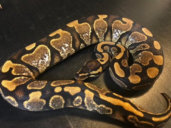 Bubblegum Calico 66% Pos Het Clown Ball Python by Ballroom Pythons South
