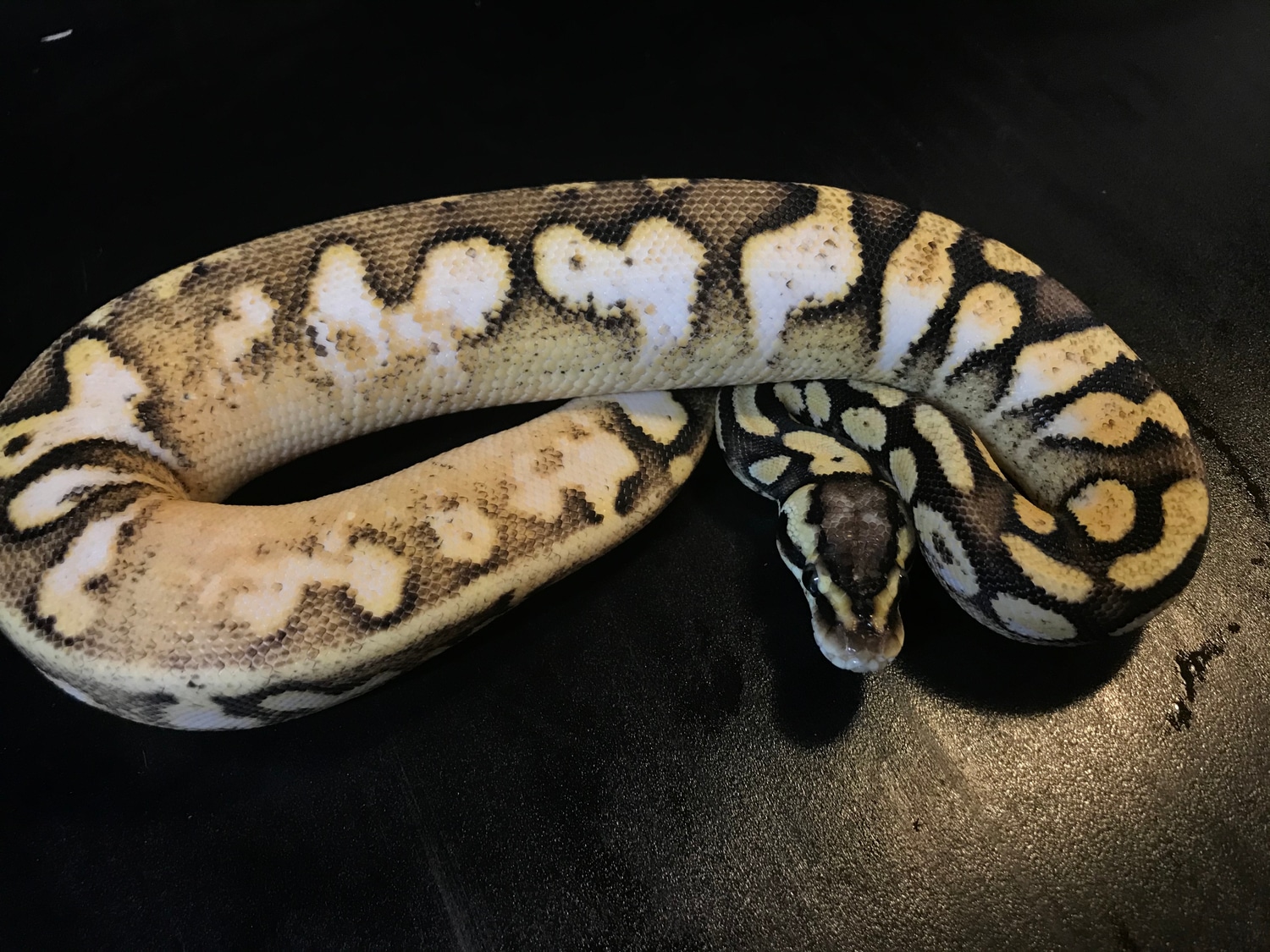 Pastel Calico Yellowbelly 66% Het Clown Ball Python by Ballroom Pythons ...