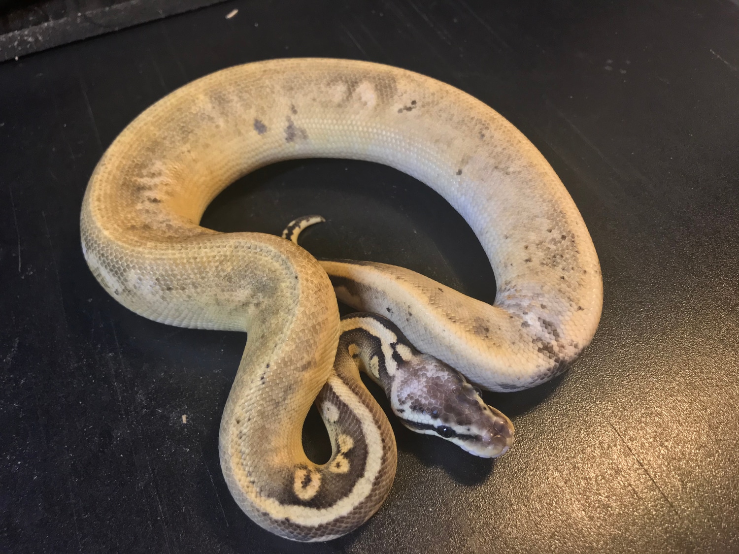 Super Pastel Calico Fader Paradox Probable Yellowbelly Het TSK Axanthic ...