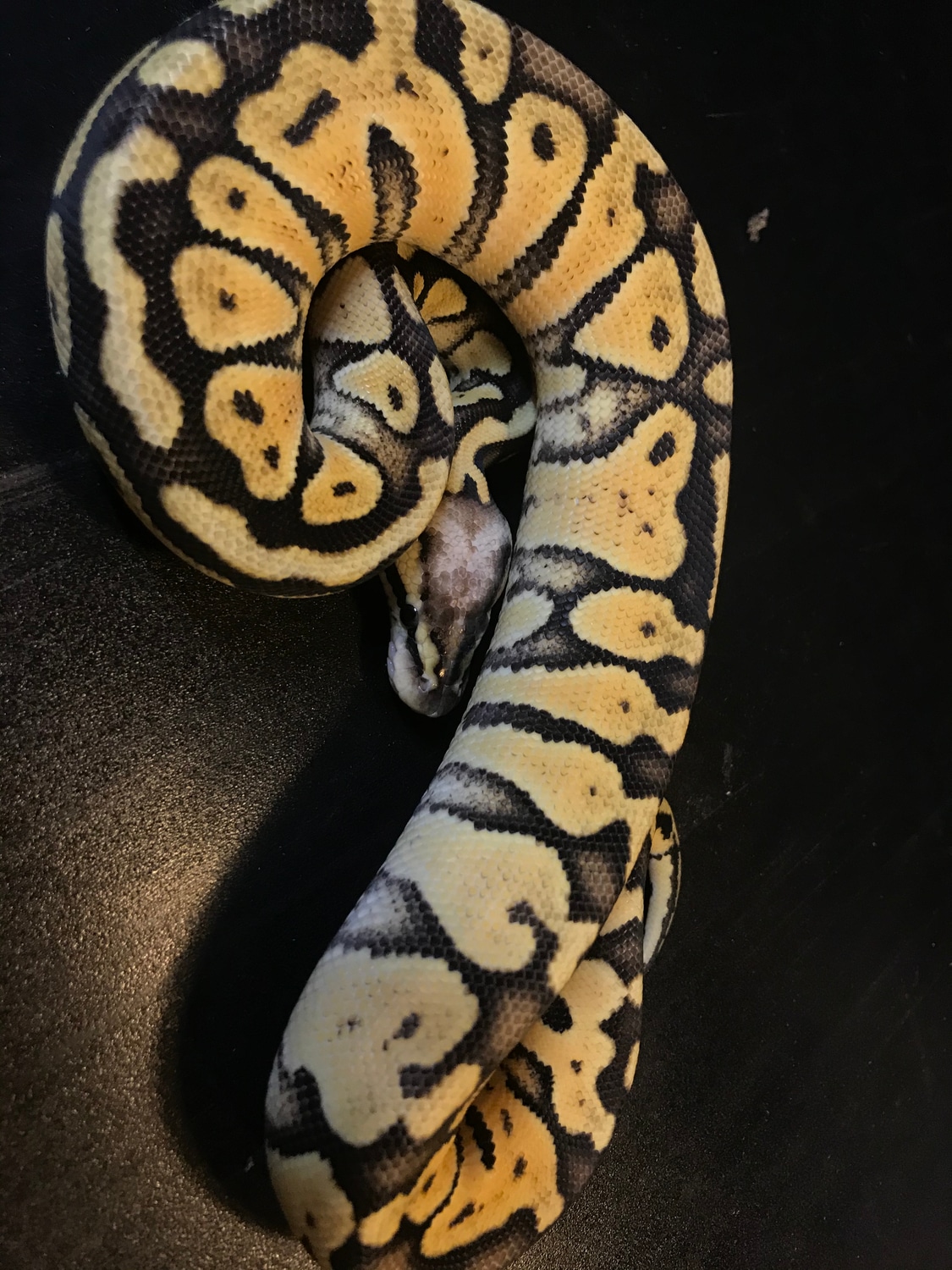 Super Pastel Double Het TSK Axanthic Het Clown Ball Python by Ballroom ...