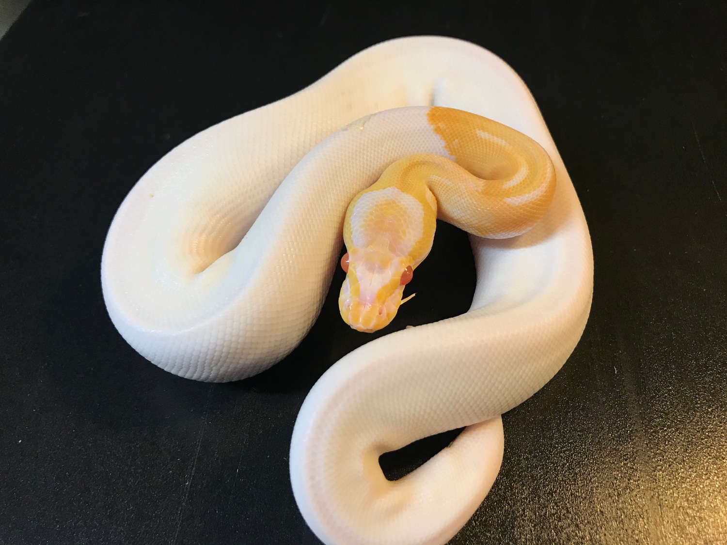 Albino Piebald Eighty Six Percent White Ball Python by Ballroom Pythons ...