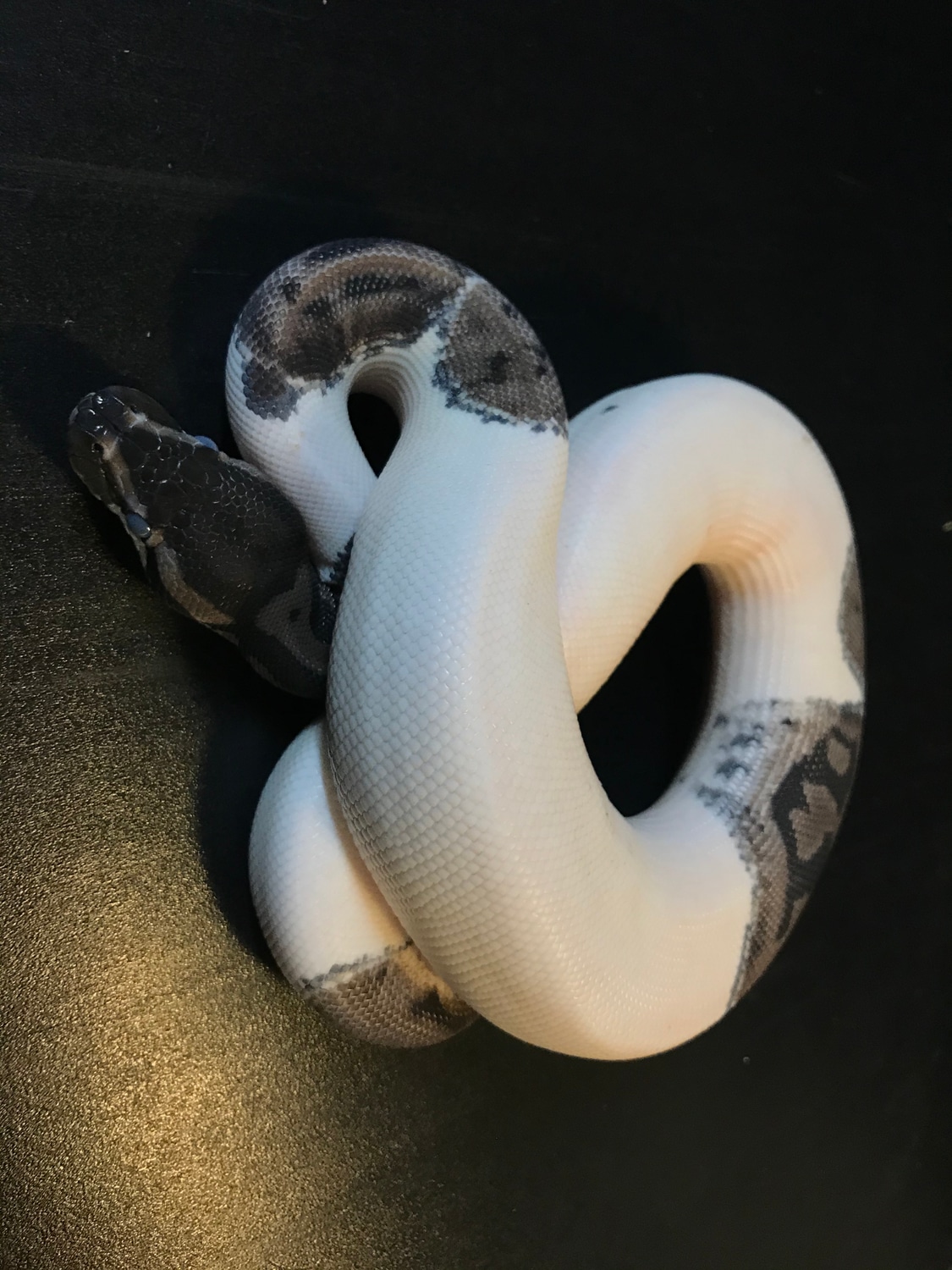 VPI Axanthic Piebald Seventy Nine Percine White Ball Python by Ballroom ...