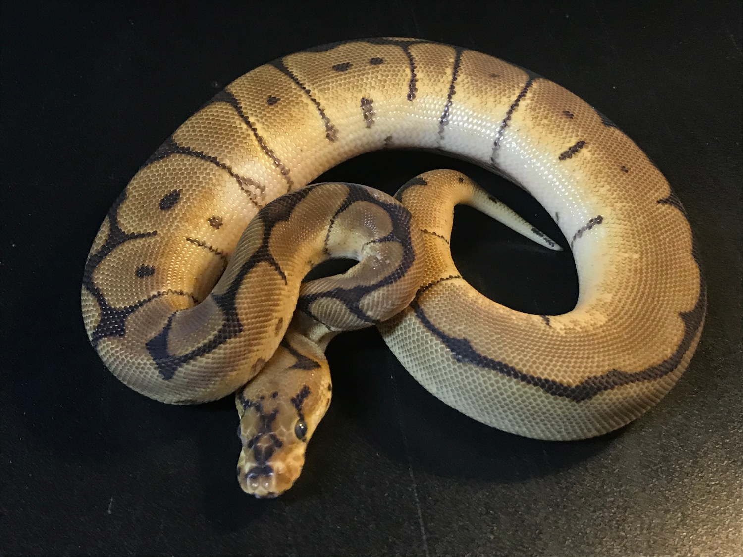 Spider Clown Ball Python by Ballroom Pythons South - MorphMarket