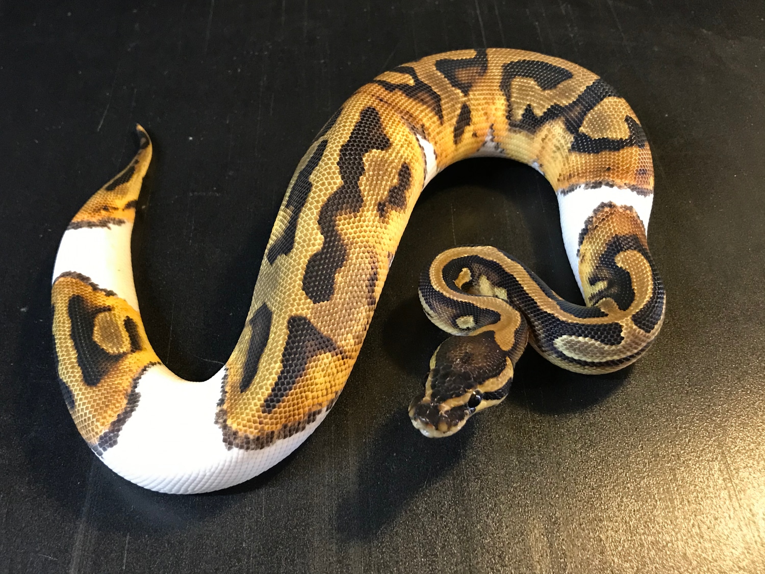 Piebald Het TSK Axanthic Fifteen Percent White Ball Python by Ballroom ...