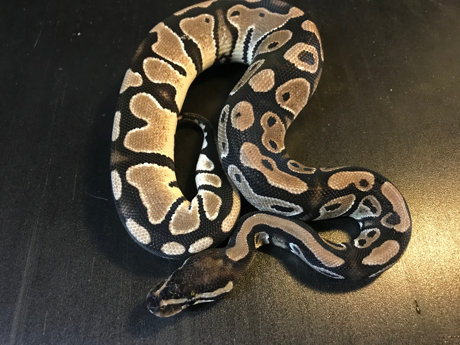 TSK Axanthic Het Piebald Ball Python by Ballroom Pythons South ...