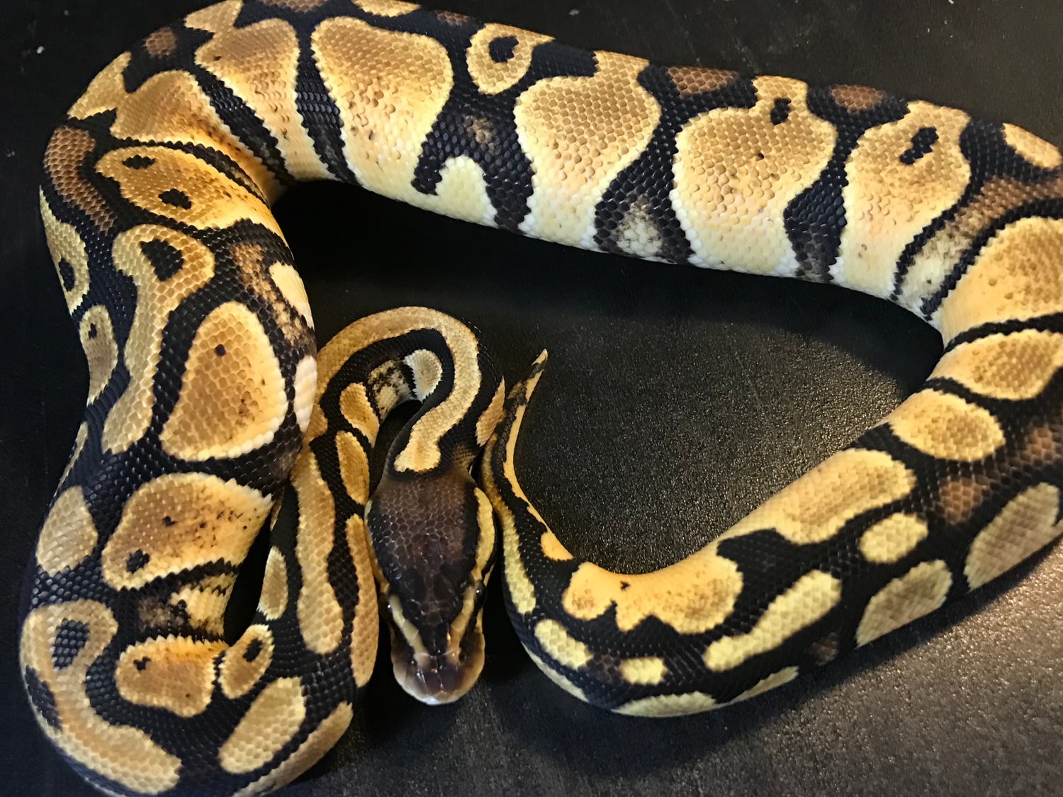 Pastel Double Het TSK Axanthic Het Piebald Ball Python by Ballroom ...