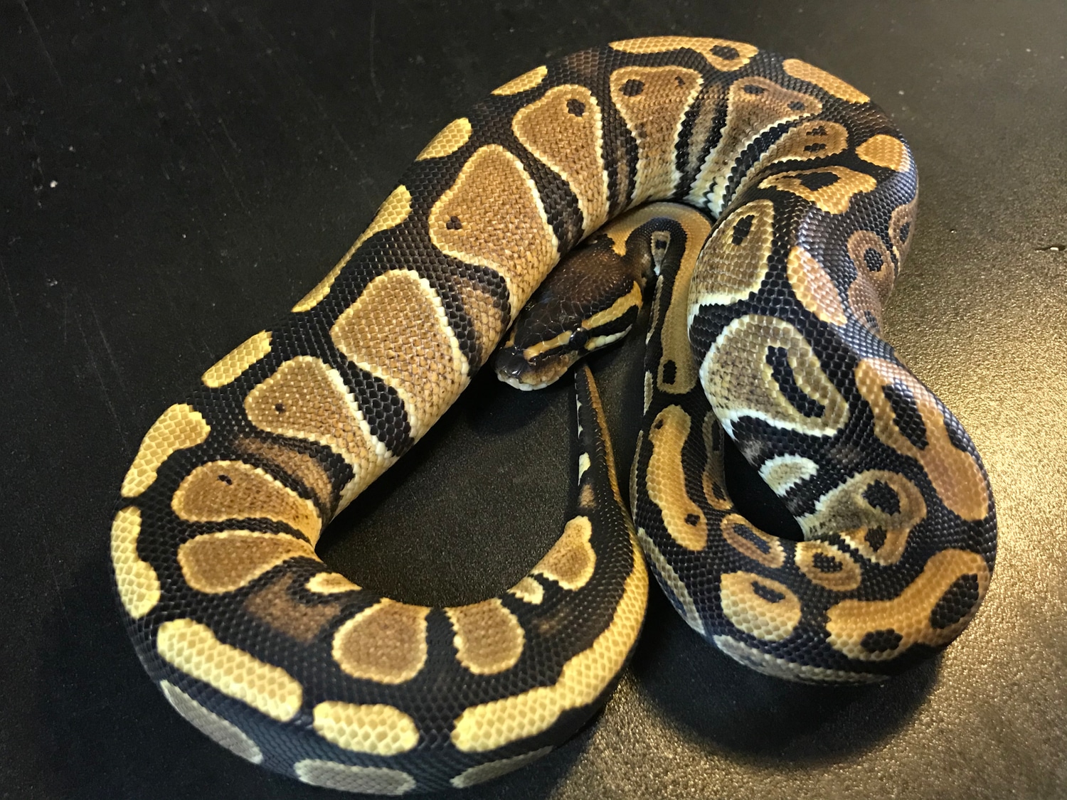 Double Het TSK Axanthic Het Piebald Ball Python by Ballroom Pythons ...