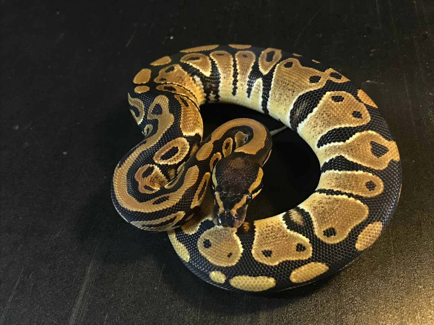 Double Het TSK Axanthic Piebald Ball Python by Ballroom Pythons South ...