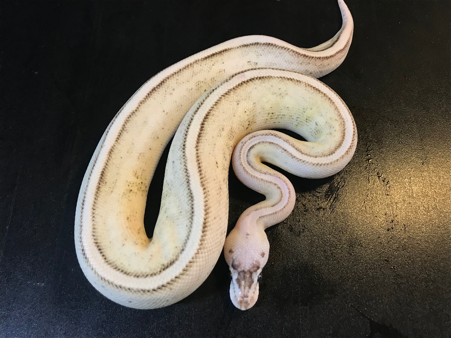 Pewter Super Specter Ball Python by Ballroom Pythons South - MorphMarket