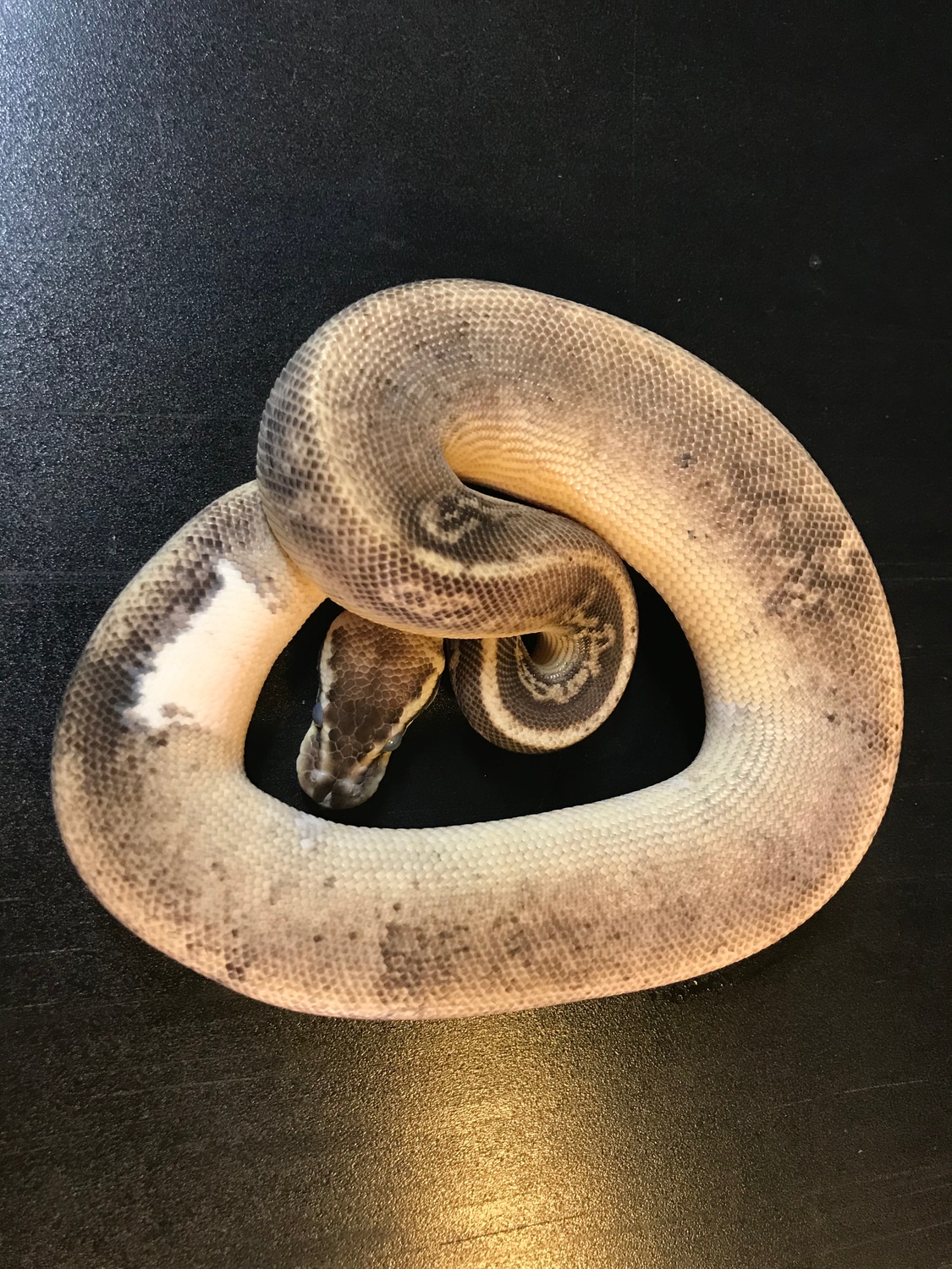 Paradox Black Pastel Calico Yellowbelly Pastel Ringer ( Oreo Blizzard ...