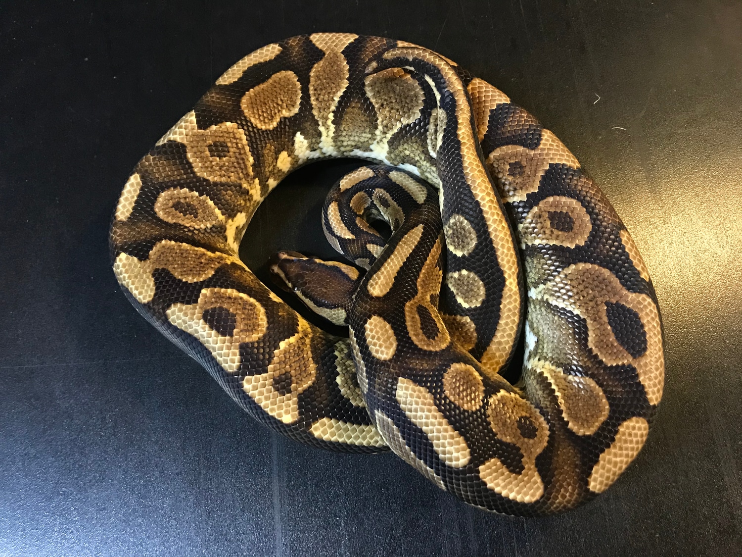 Enchi Cinnamon Yellowbelly Het Clown Ball Python by Ballroom Pythons ...