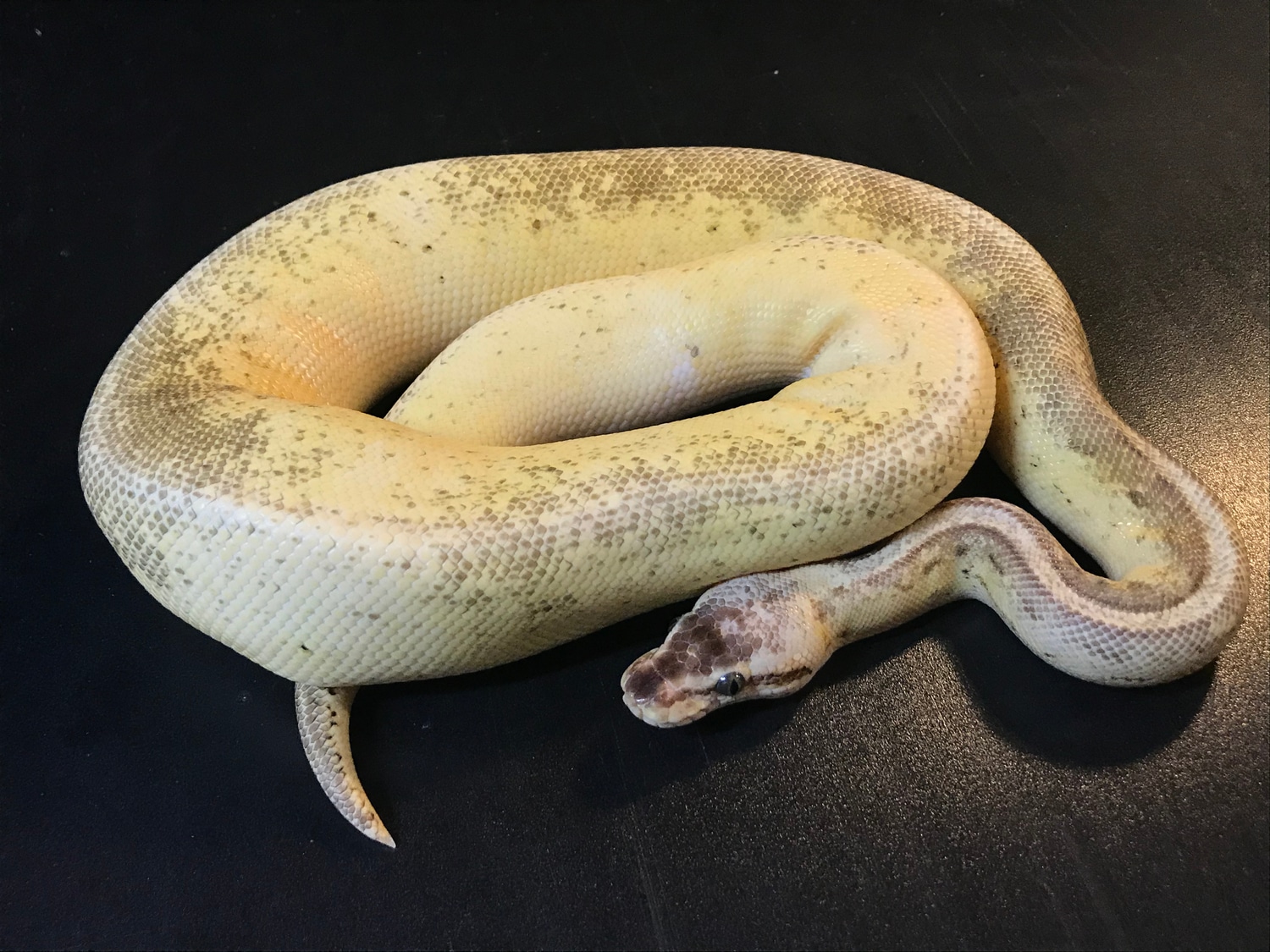 Super Pastel Fire Pin Calico Window Specter Or Yellowbelly Ball Python ...