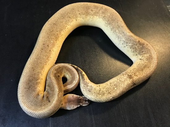 2018 Black Oreo Blizzard Prob Pin Male Ball Python by Ballroom Pythons ...