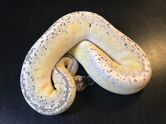 Oreo Blizzard Prob Super Pastel Prob Lesser Ball Python by Ballroom ...