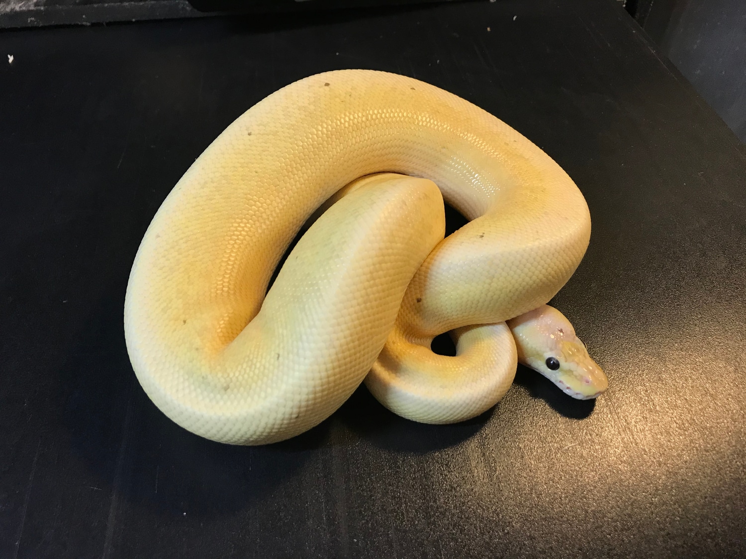 2018 Sterling Or Pewter Banana Genetic Stripe Male Ball Python by ...