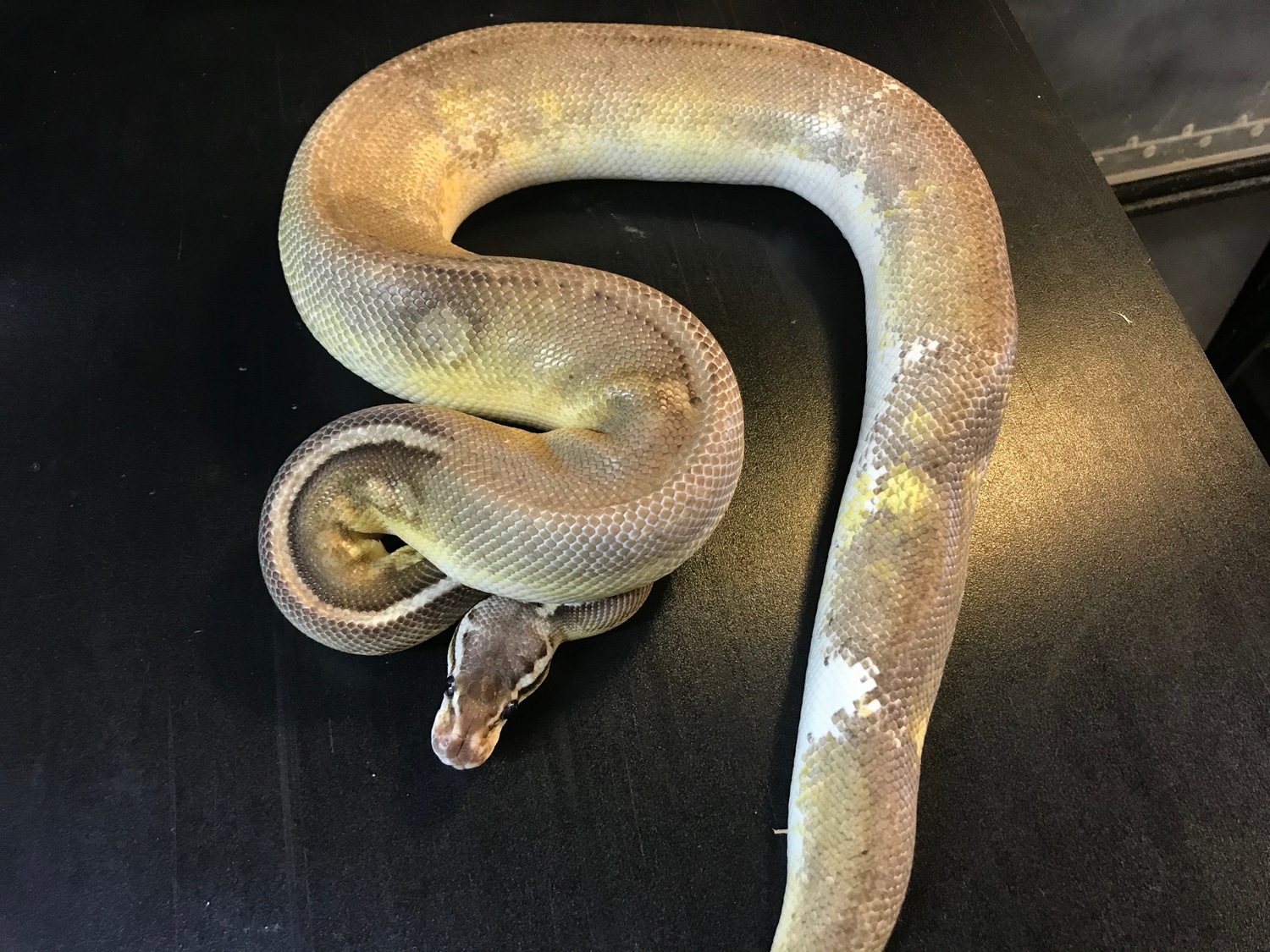 2017 Super Pastel Black Lesser Calico Yellowbely Paradox Male Ball ...