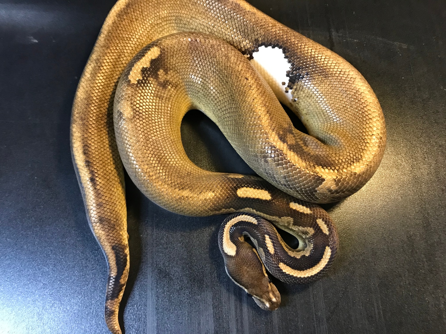 Black Pastel Calico Yellowbelly Ringer / Black Chocolate Oreo Blizzard ...