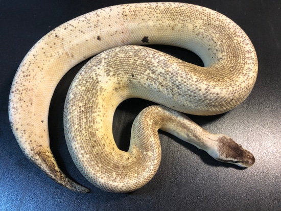 Cinnamon Oreo Blizzard Ball Python by Ballroom Pythons South