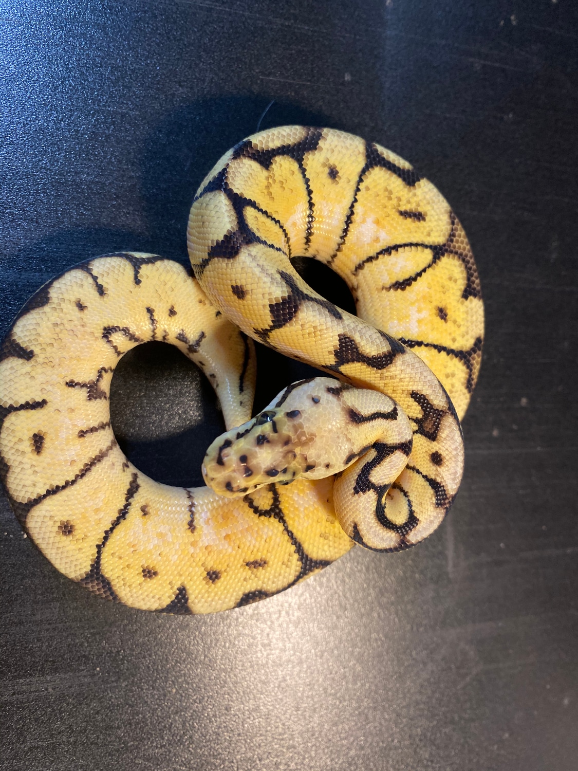 Gravel Bumble Bee Ball Python by Ballroom Pythons South - MorphMarket