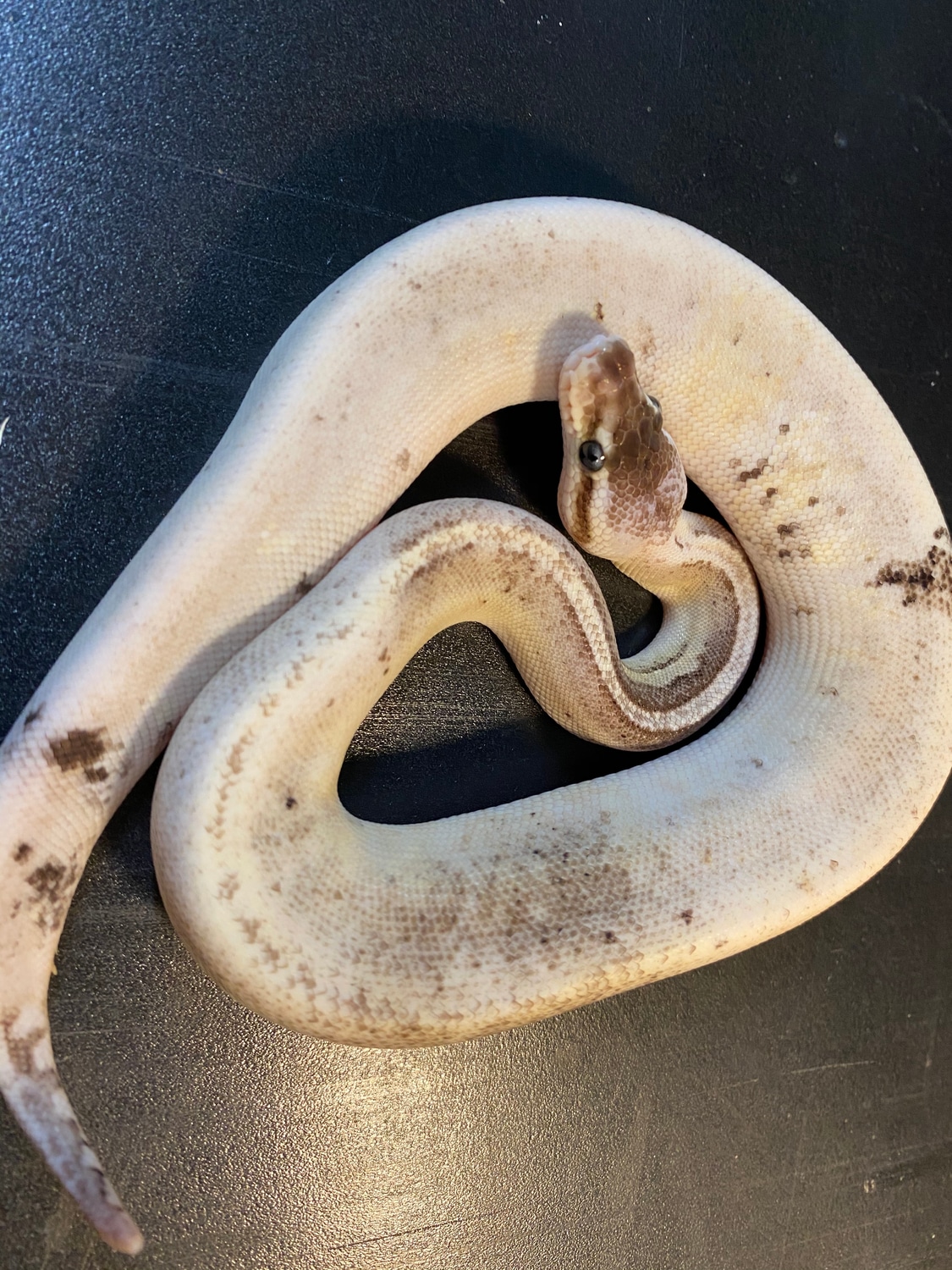 Paradox Superstripe Black Oreo Blizzard Ball Python by Ballroom Pythons ...