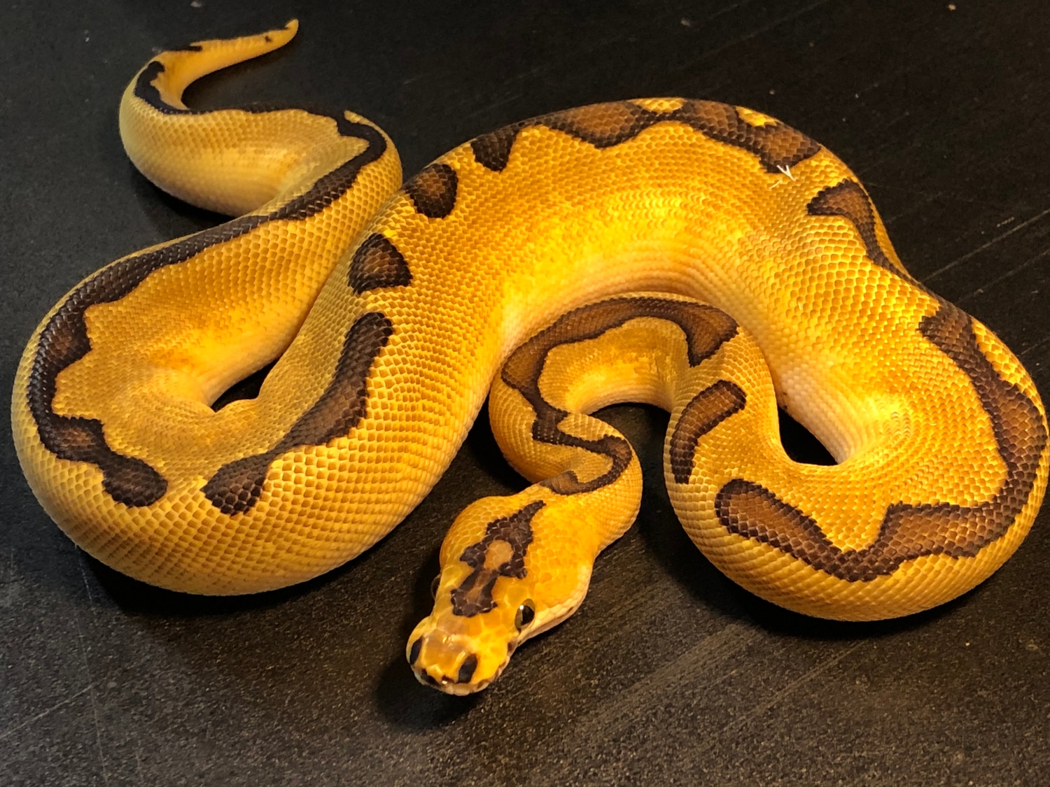 Super Enchi Clown Poss Orange Dream Ball Python by Ballroom Pythons ...