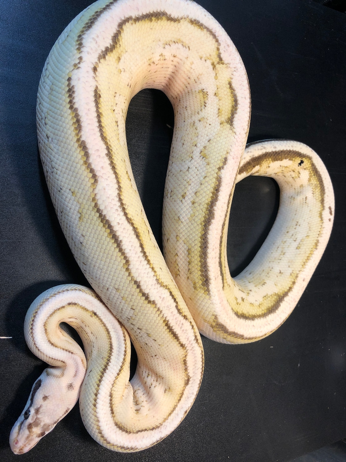 Pastel Supersripe Or Super Specter / Spark Ball Python by Ballroom ...