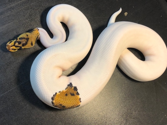 Spotnose Pied Probable Leopard 87% White Ball Python by Ballroom ...