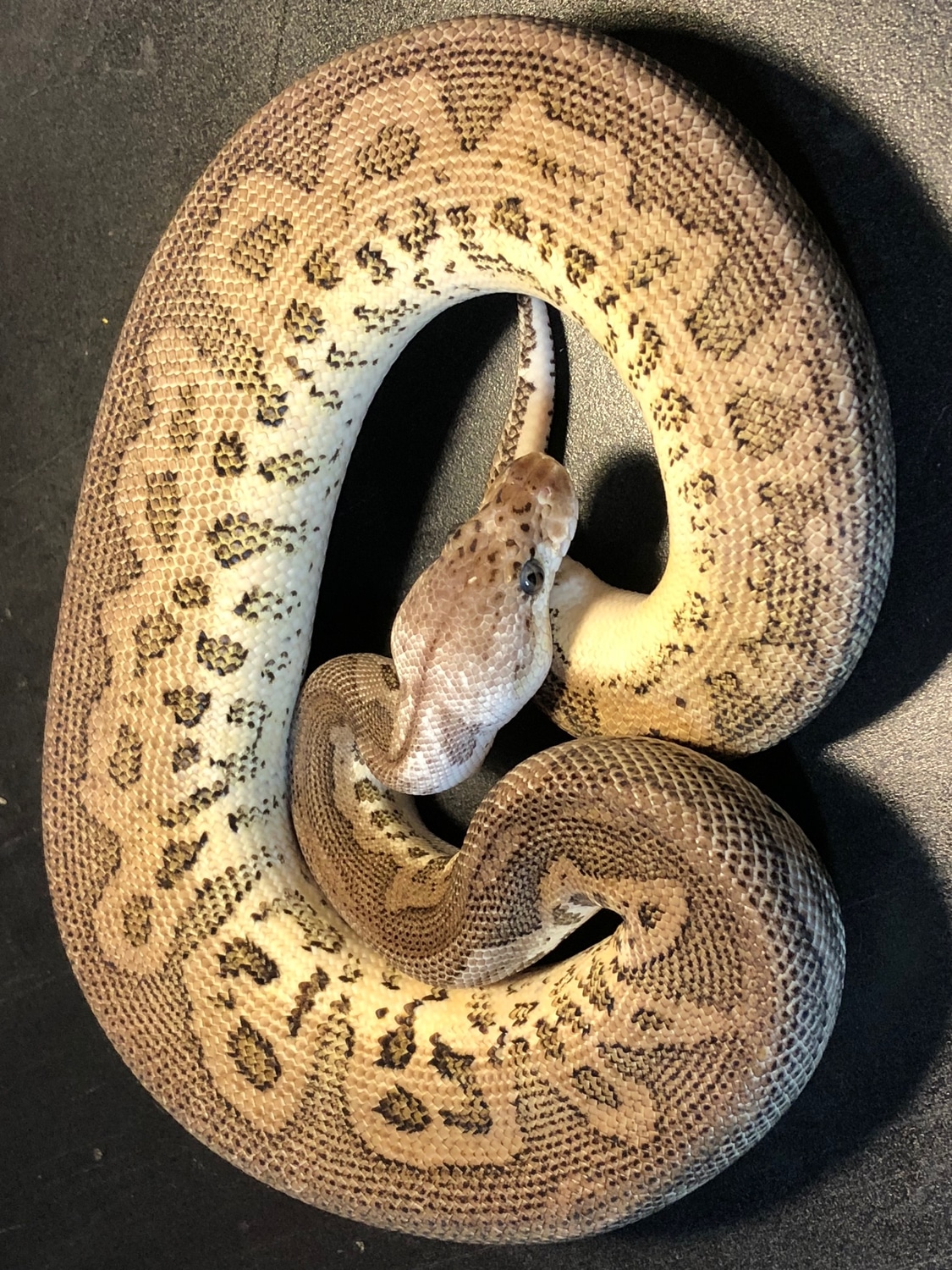 2020 Leopard Pewter Clown Male Ball Python by Ballroom Pythons South ...