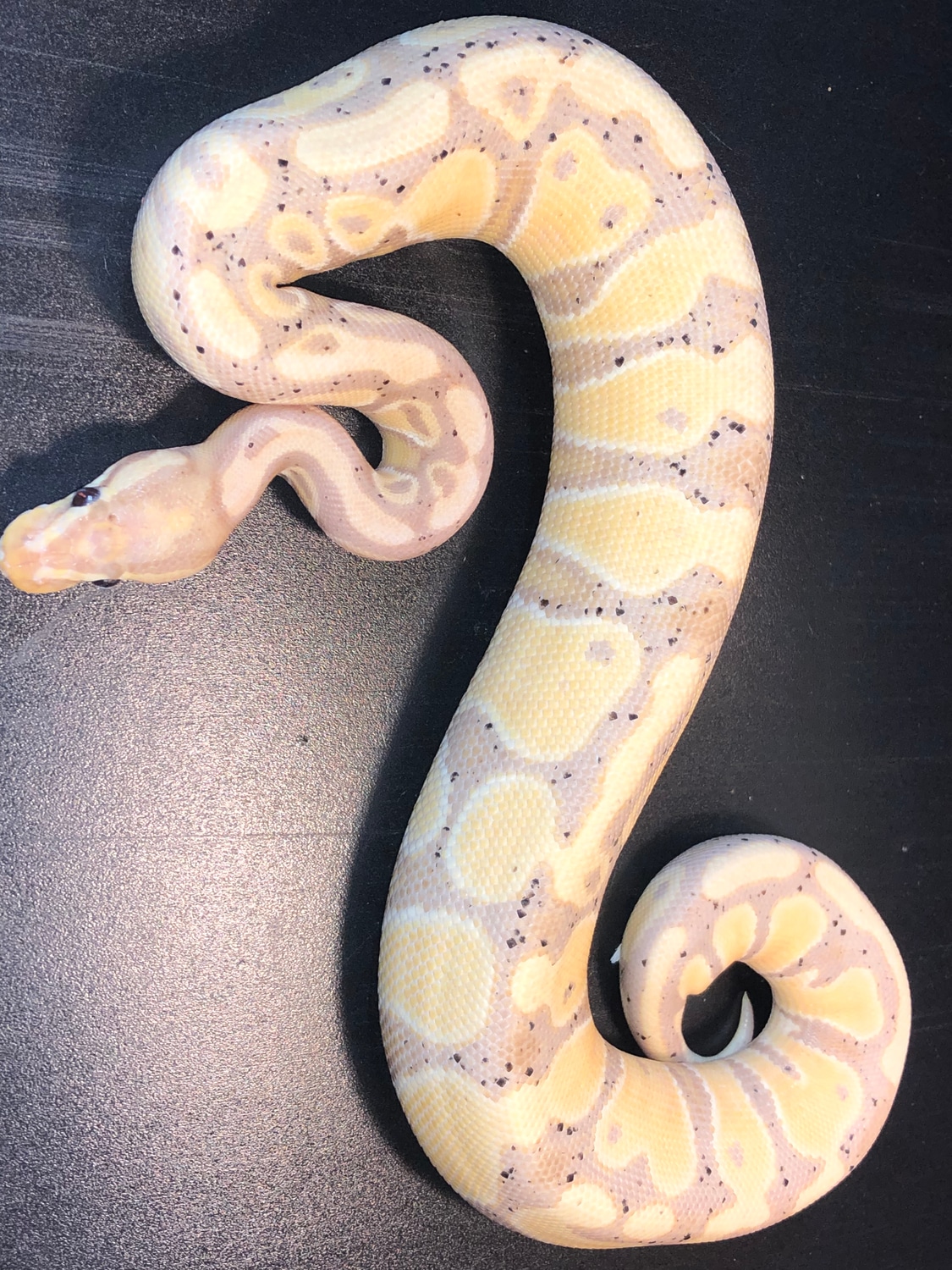 Banana Het Pied Probable Super Banana Ball Python by Ballroom Pythons ...