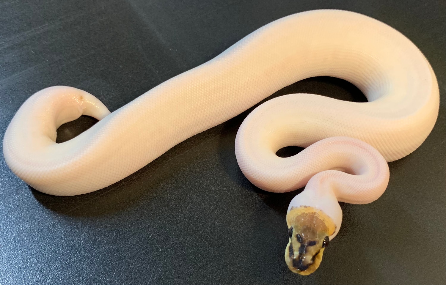 Spider Piebald 96 % White Ball Python by Ballroom Pythons South ...
