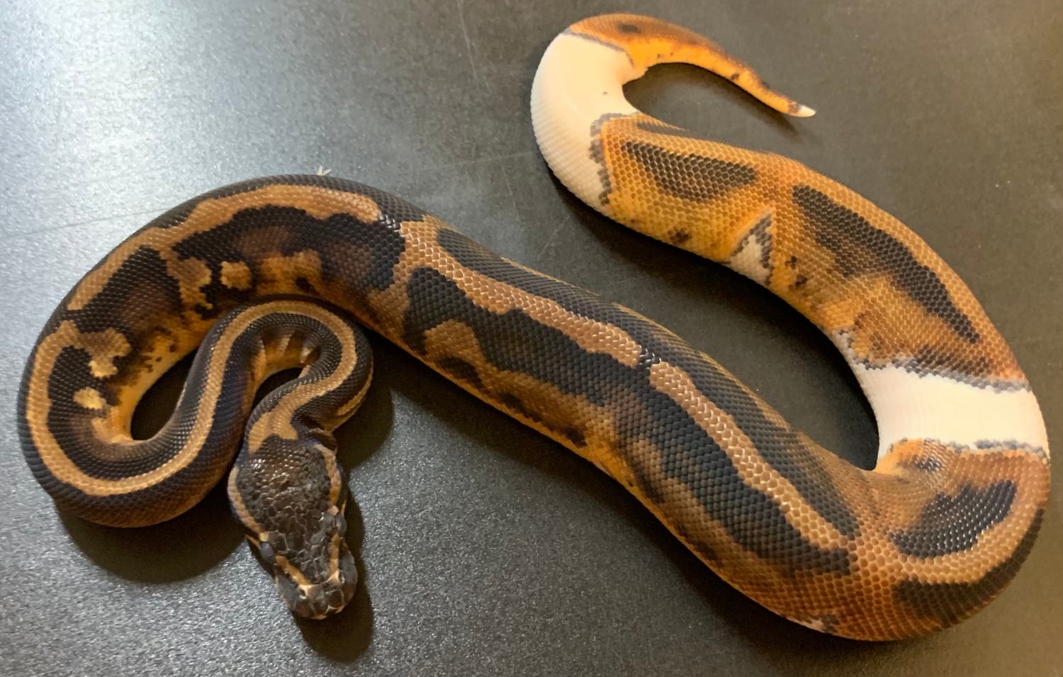 2021 Piebald 10 % White Dark Stripe Female Ball Python by Ballroom ...