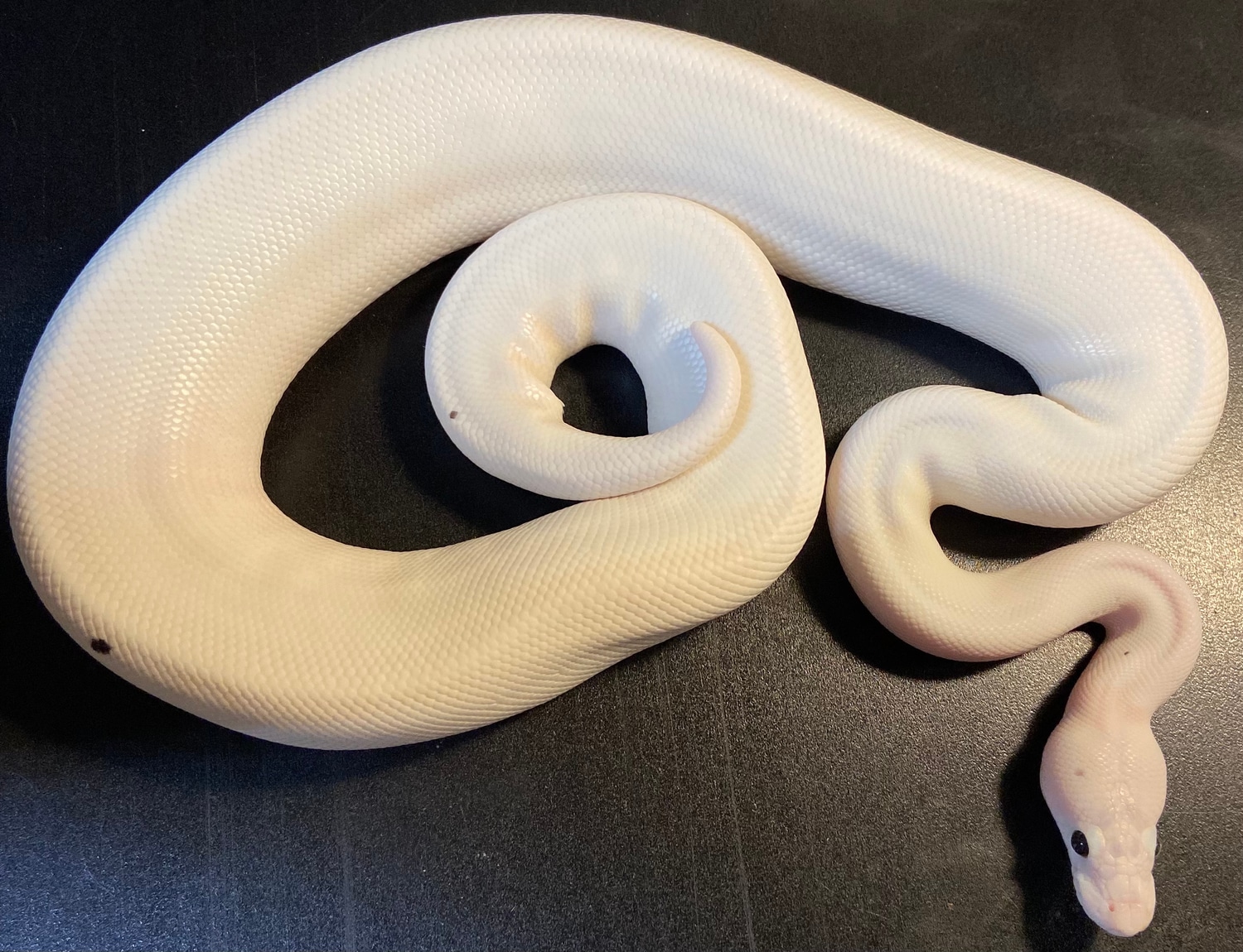 Black Pastel Pied 99% White Pos Mahogany Pos GHI Ball Python by ...