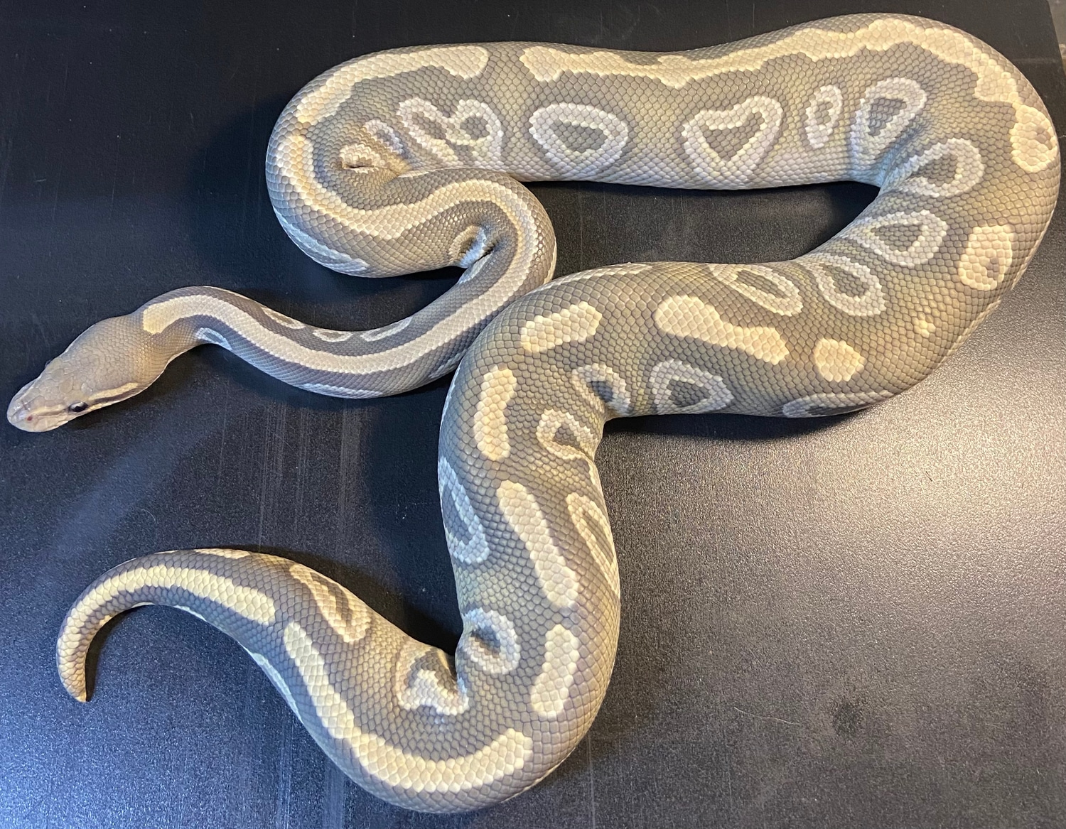 Hypo Mojave Ball Python by Ballroom Pythons South - MorphMarket