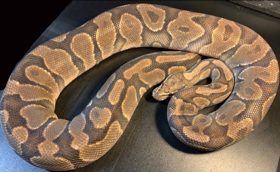 Yellowbelly Butterscotch Ghost ( Not Compatable With Orange Ghost ...