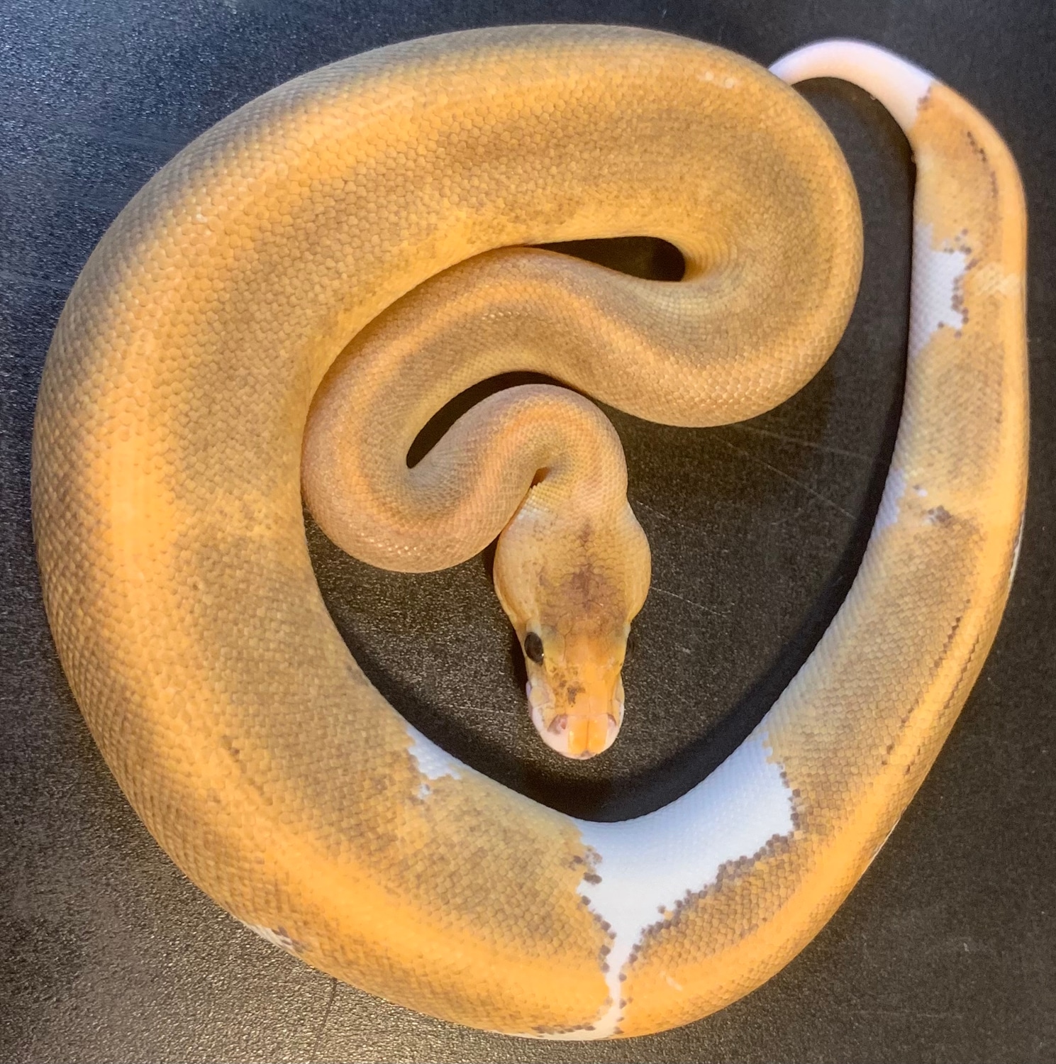 Champagne Yellowbelly 50% Het Clown Spotted Ball Python by Ballroom ...