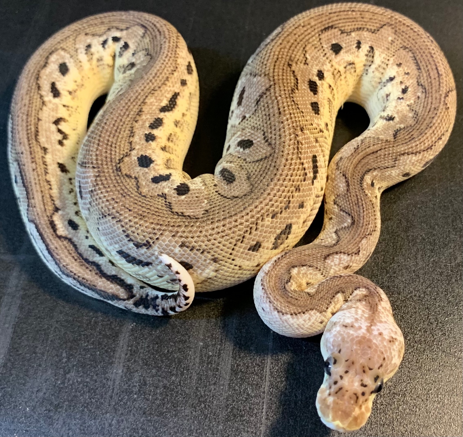 2021 Pewter Clown Female Ball Python by Ballroom Pythons South ...