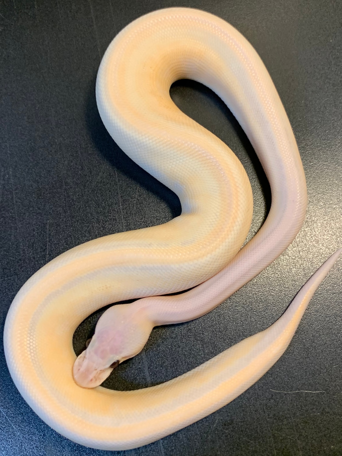 2021 Super Banana Poss Cinnamon Genetic Stripe Male Ball Python by ...