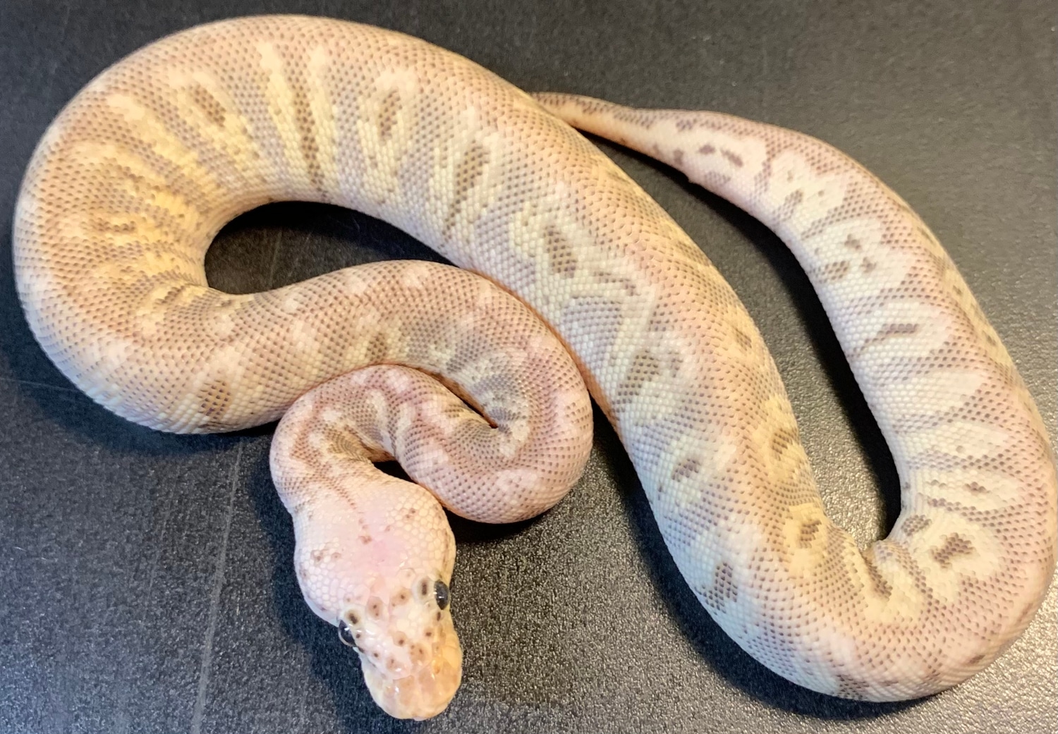 2021 Super Pastel Hidden Gene Woma Clown Male Ball Python by Ballroom ...