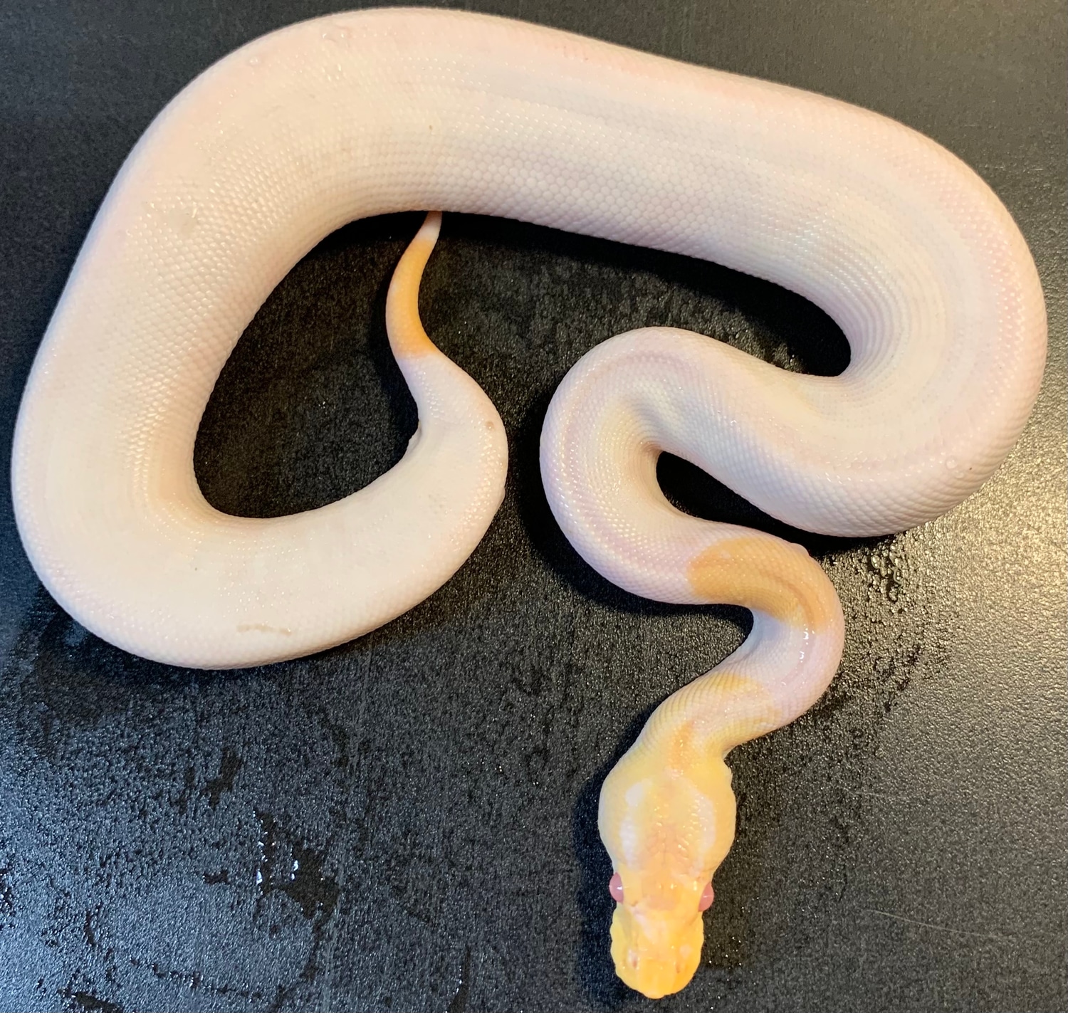 2021 Cinnamon Albino Piebald 87 % White Male Ball Python by Ballroom ...