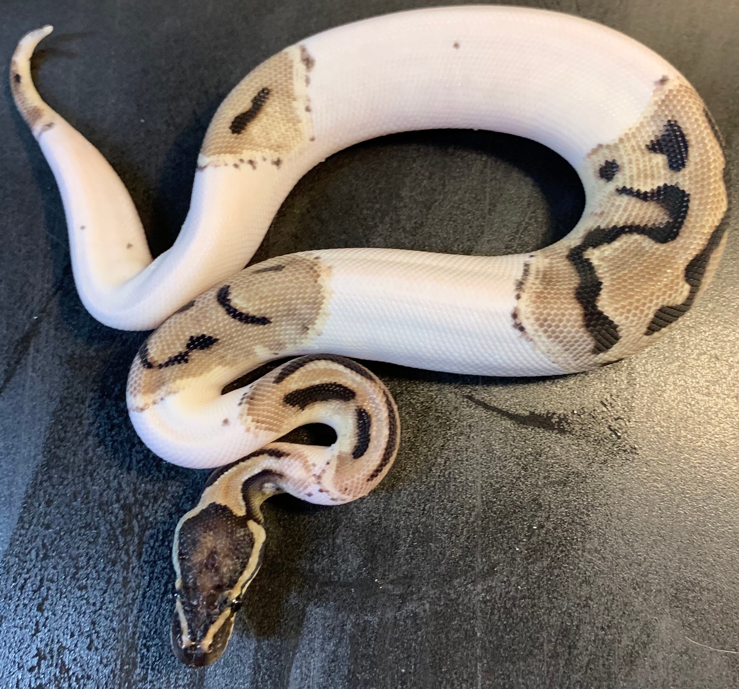 2021 Tsk Axanthic Piabald 66% White Male Ball Python by Ballroom ...