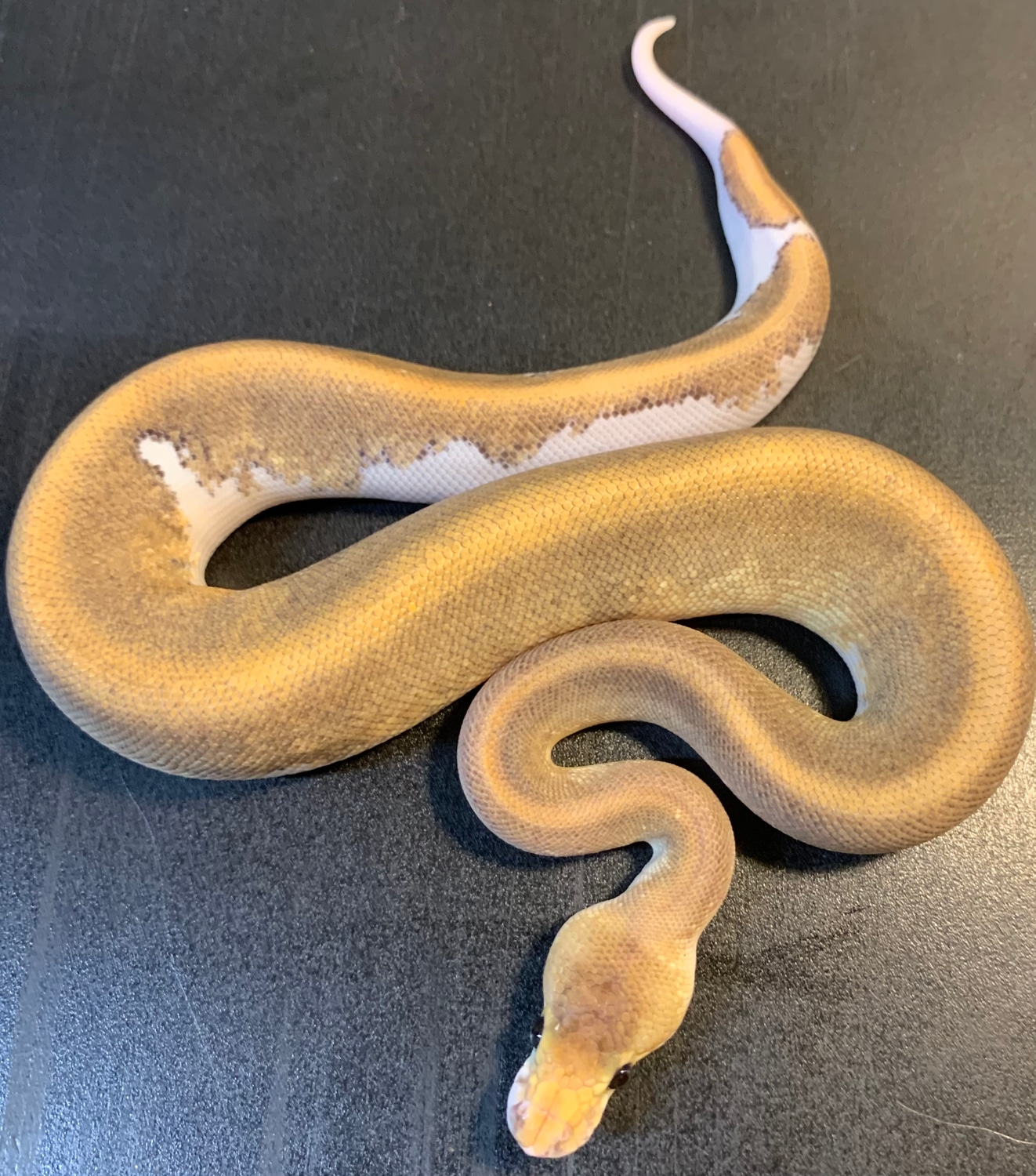 2021 Champagne Cinnamon Yellowbelly Spotted 50% Het Clown Female Ball ...