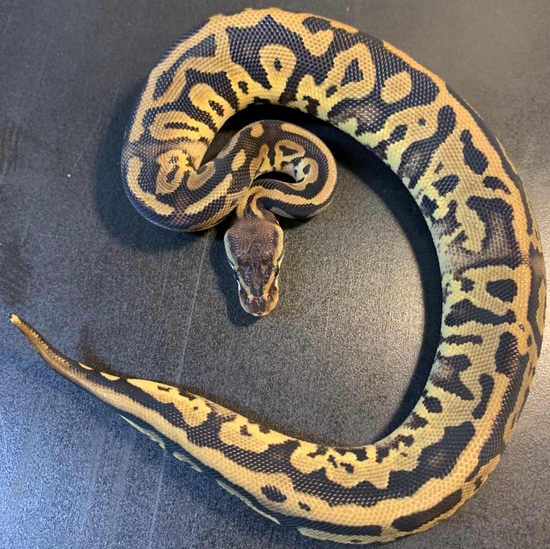 2021 Leopard Pastel Het VPI Axanthic 50% Het Piebald W Markers Female ...