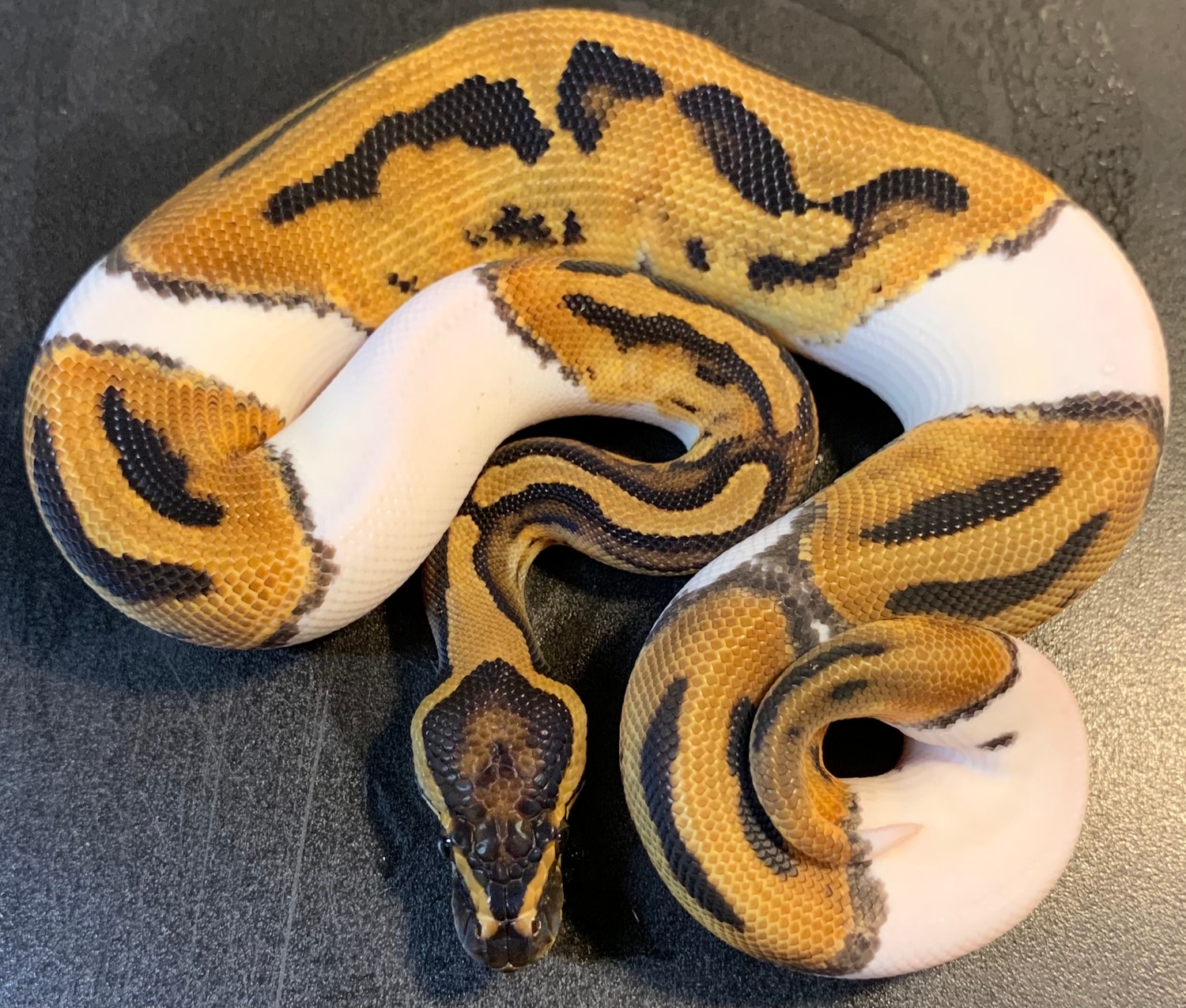 2021 Piebald Het TSK Axanthic 39 % White Male Ball Python by Ballroom Pythons South - MorphMarket