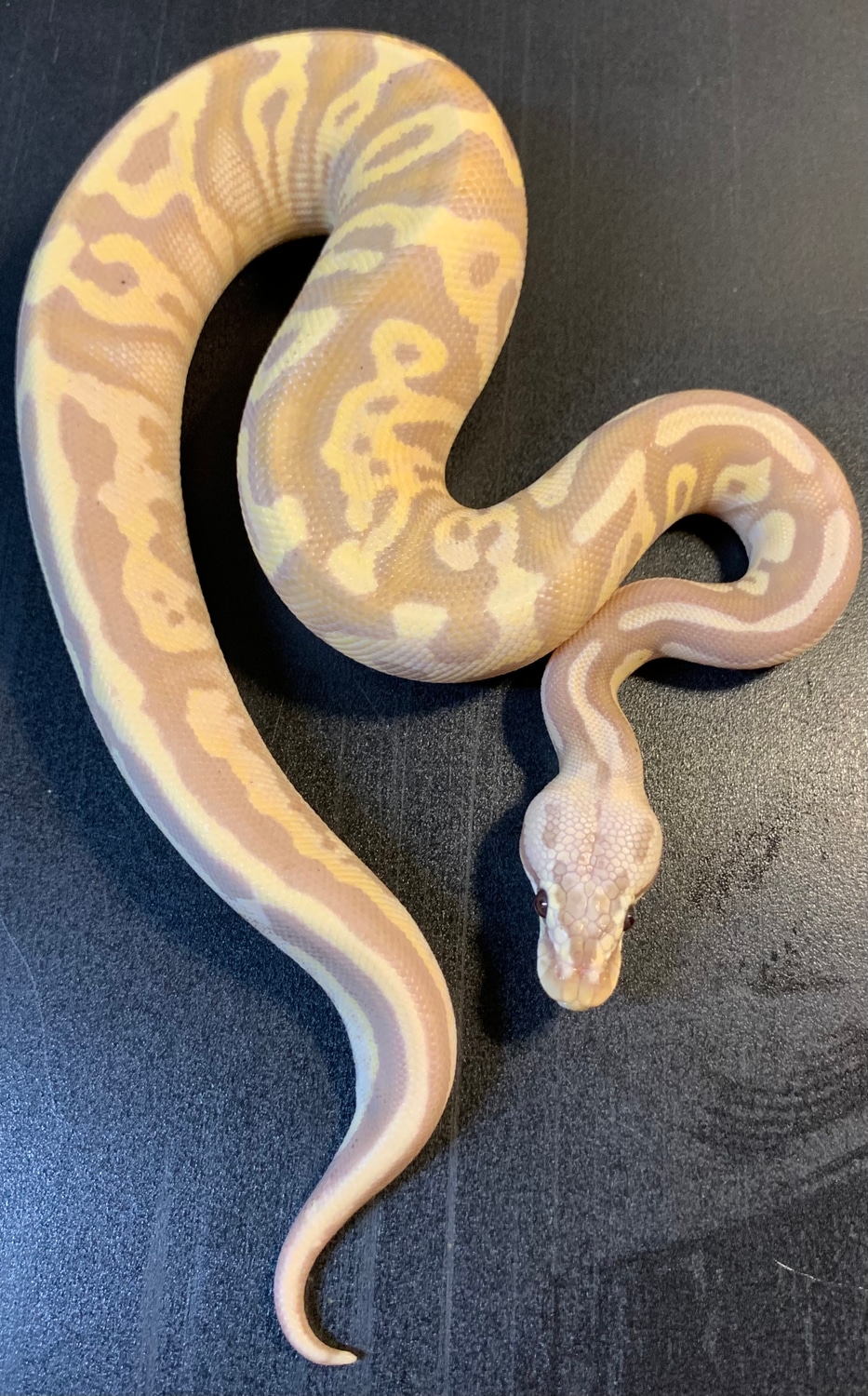 2021 Pastel Leopard Calico Banana Het Clown Female Ball Python by ...