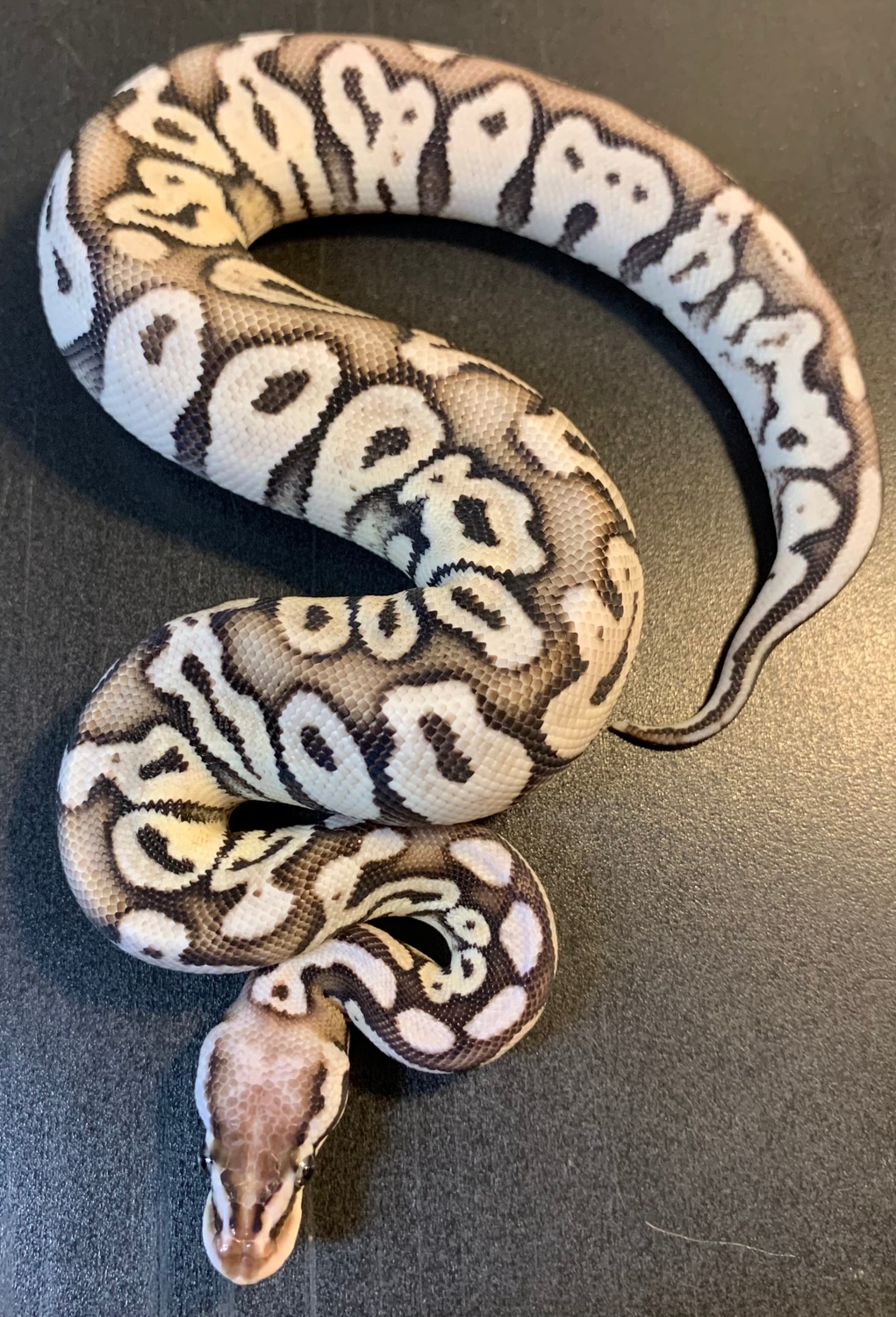 2021 TSK Axanthic Super Pastel Het Genetic Stripe Femlae Ball Python by ...