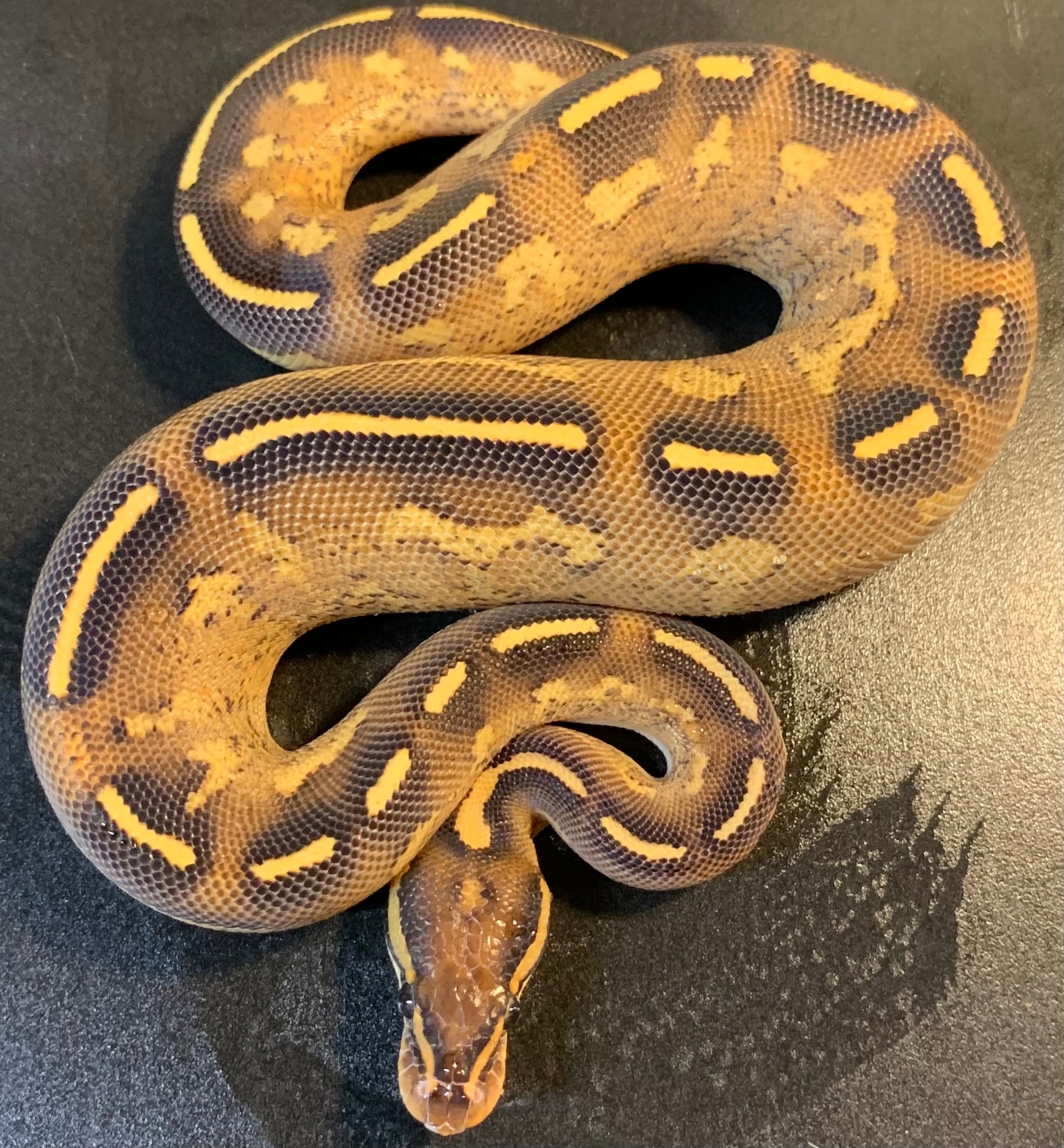 2021 Freeway Male Ball Python by Ballroom Pythons South - MorphMarket