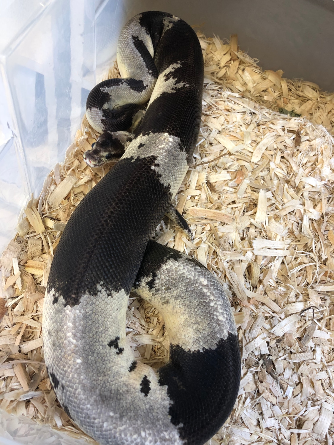 Pastel Calico Window Chimera Paradox Oreo Ball Python by Ballroom ...