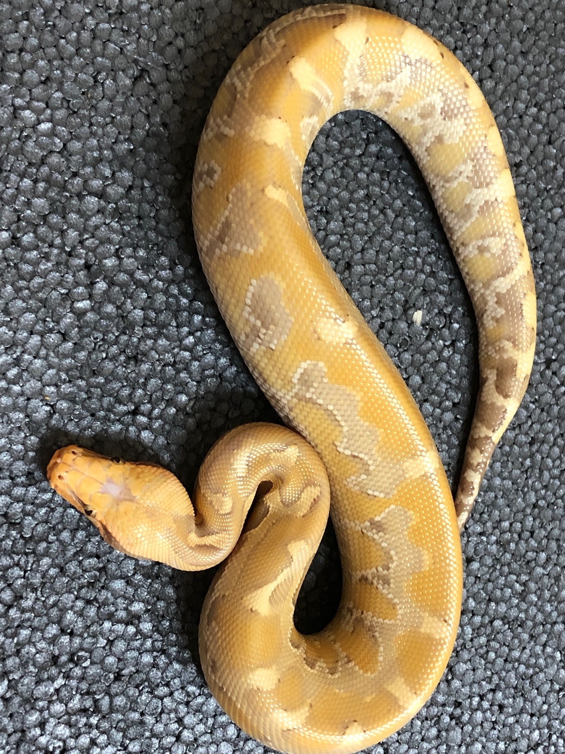 Sunset Borno Short Tail Python Male 2021-07 Borneo Short-tailed Python ...