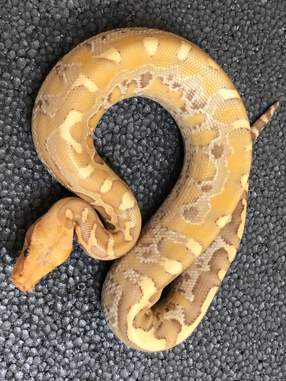Sunset Borno Short Tail Python Male 2021-06 Borneo Short-tailed Python ...