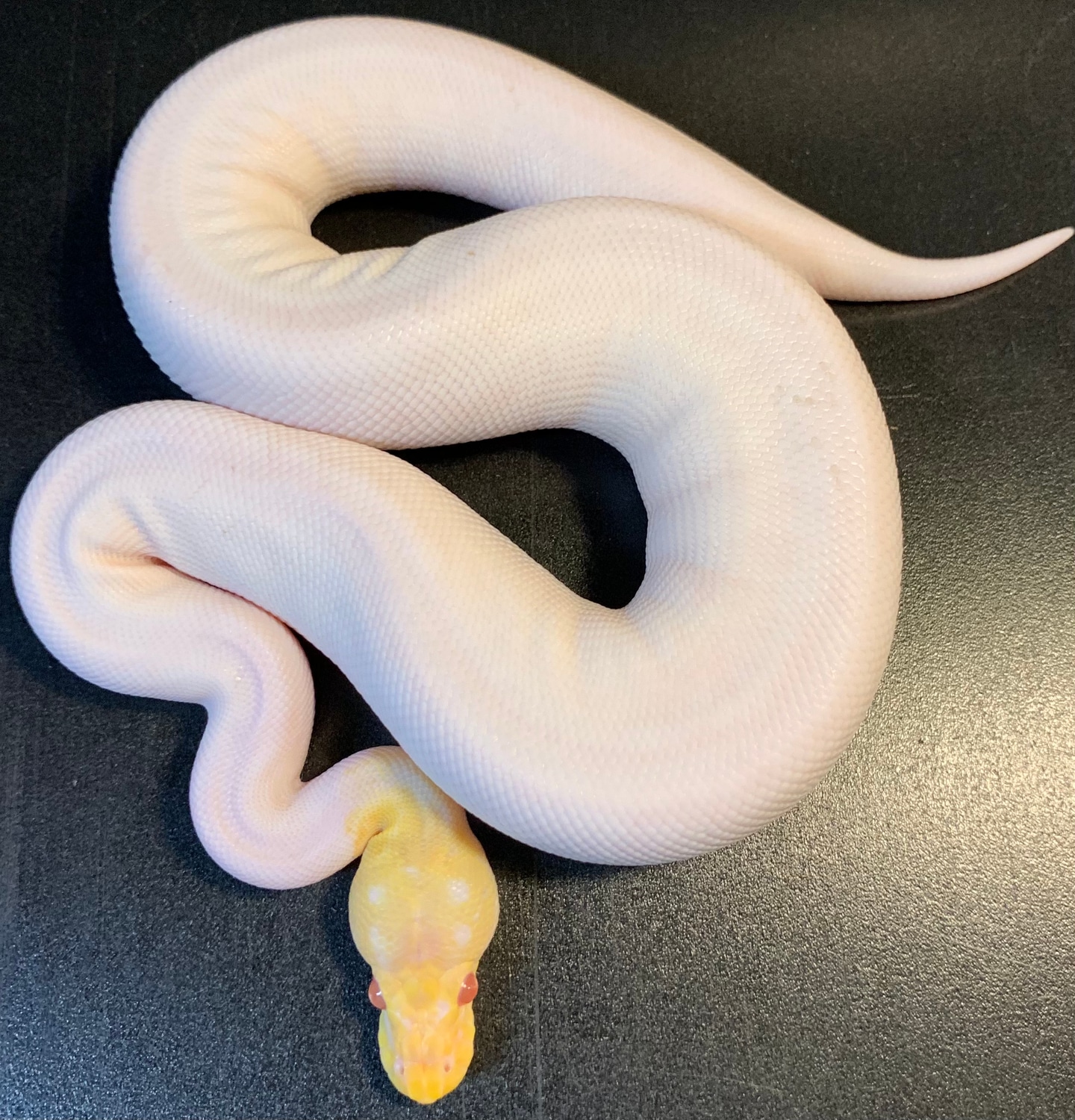 2021 Cinamon Albino Piebald 89% White Male Ball Python by Ballroom ...